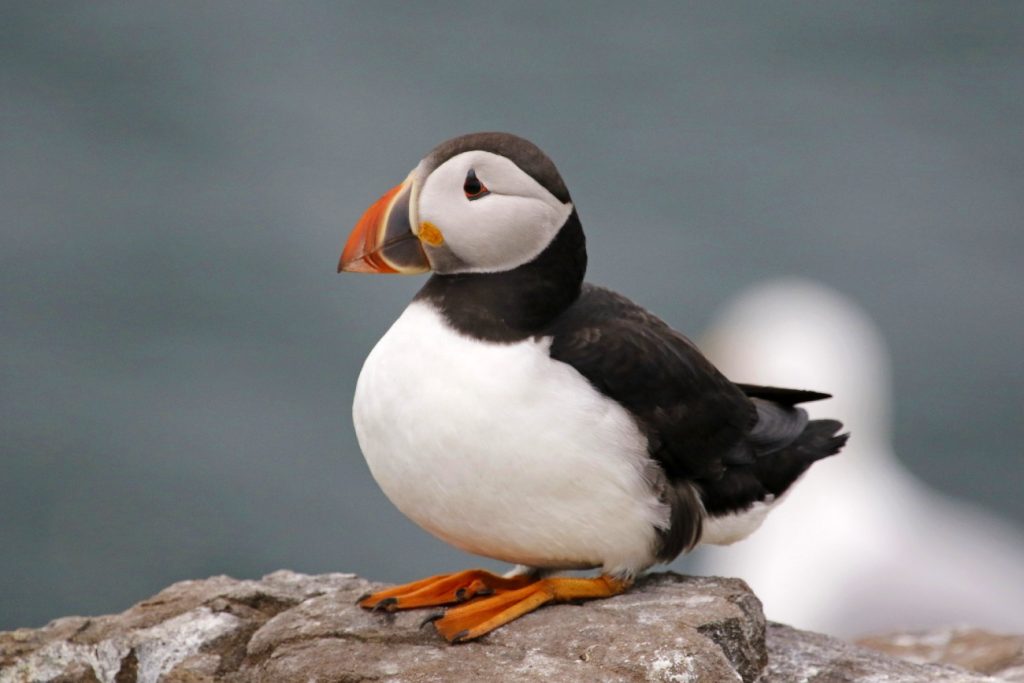 Guide to Viewing Iconic Puffins in the Channel Islands - Virtual Bunch
